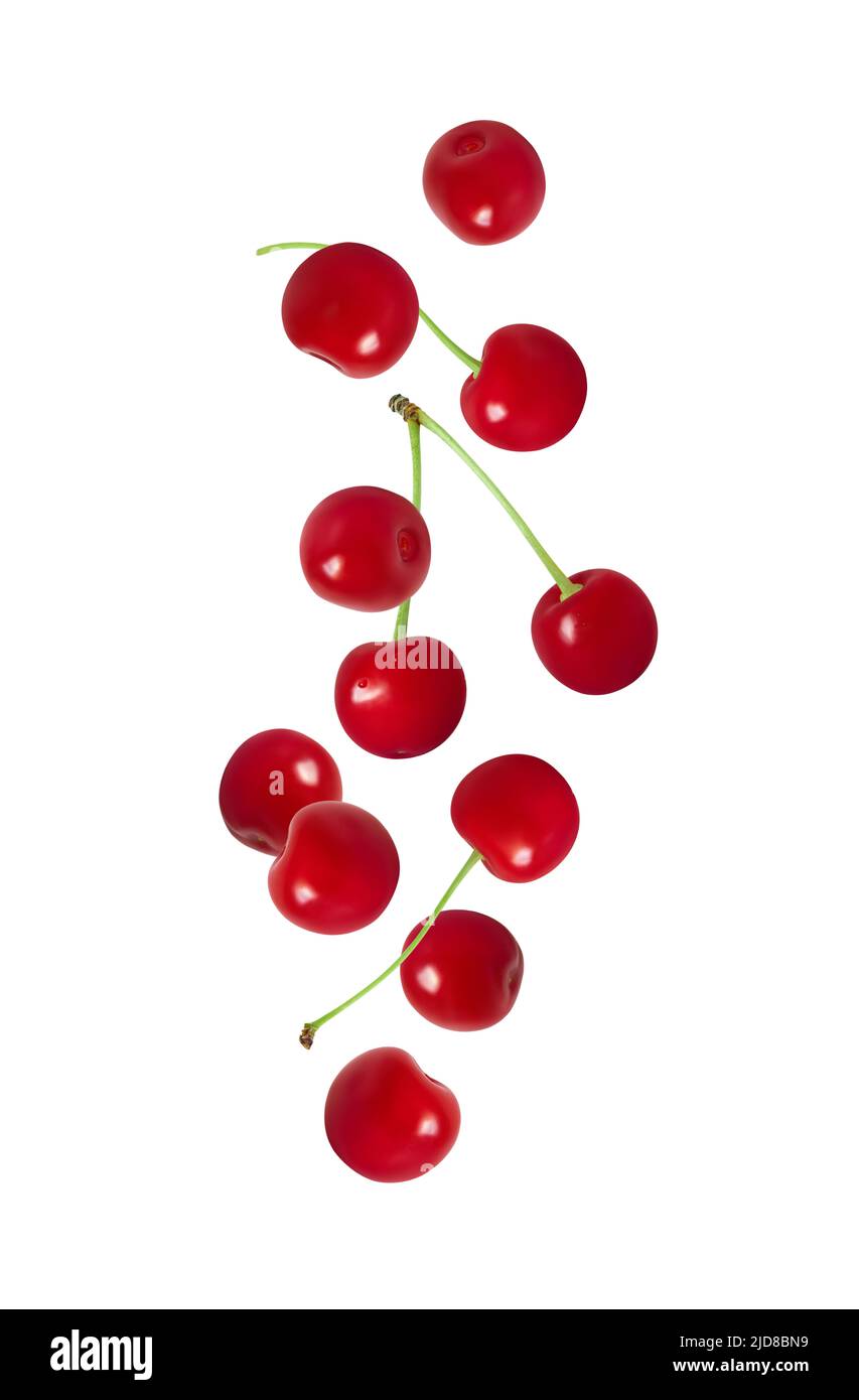 Falling cherry isolated on a white background. Flying red ripe berries ...