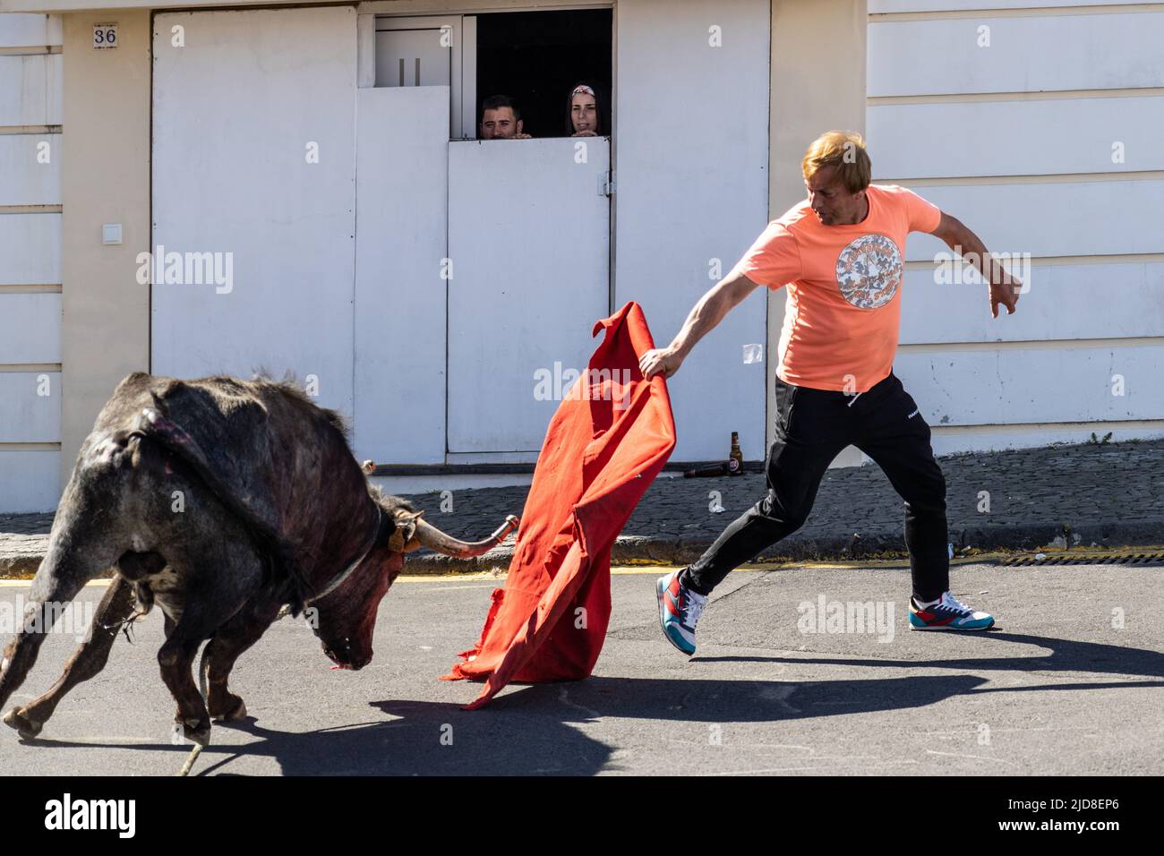 A bull chases a capinha or amateur bullfighter during a tourada a corda ...