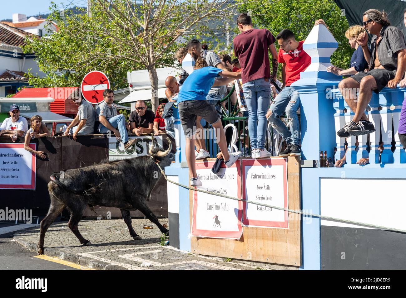A bull chases a young men who leap to safety during a tourada a corda ...