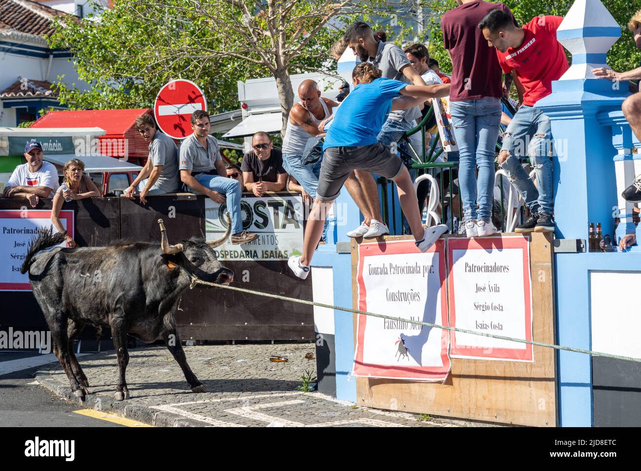 A bull chases a young men who leap to safety during a tourada a corda ...