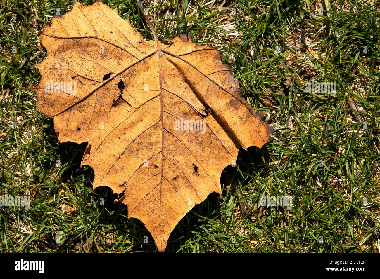 Brown Leaf in the Grass Stock Photo - Alamy