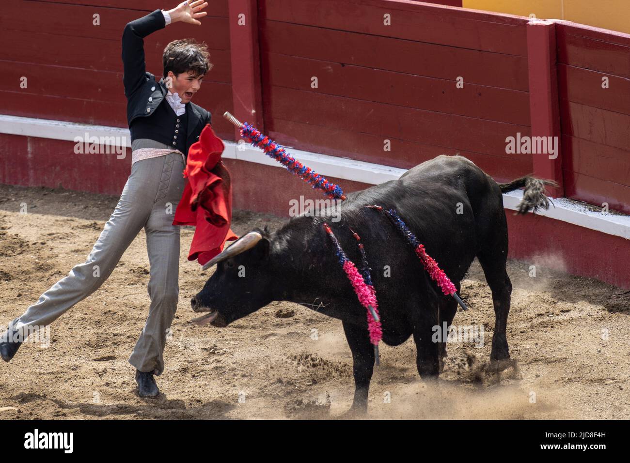 A young matador during a bullfight for student bullfighters to ...