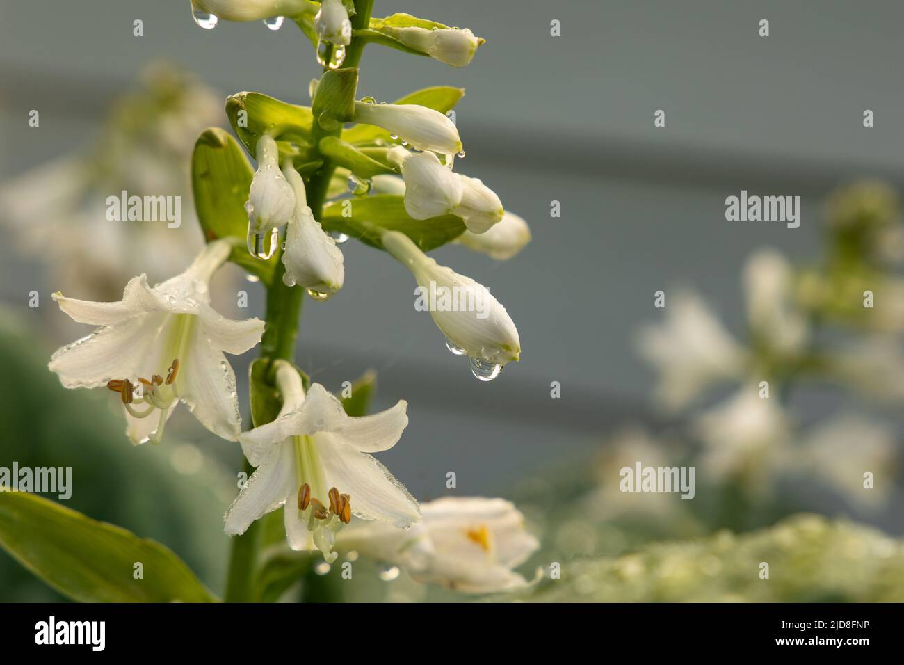 White Lily with Dew Drops Stock Photo - Alamy