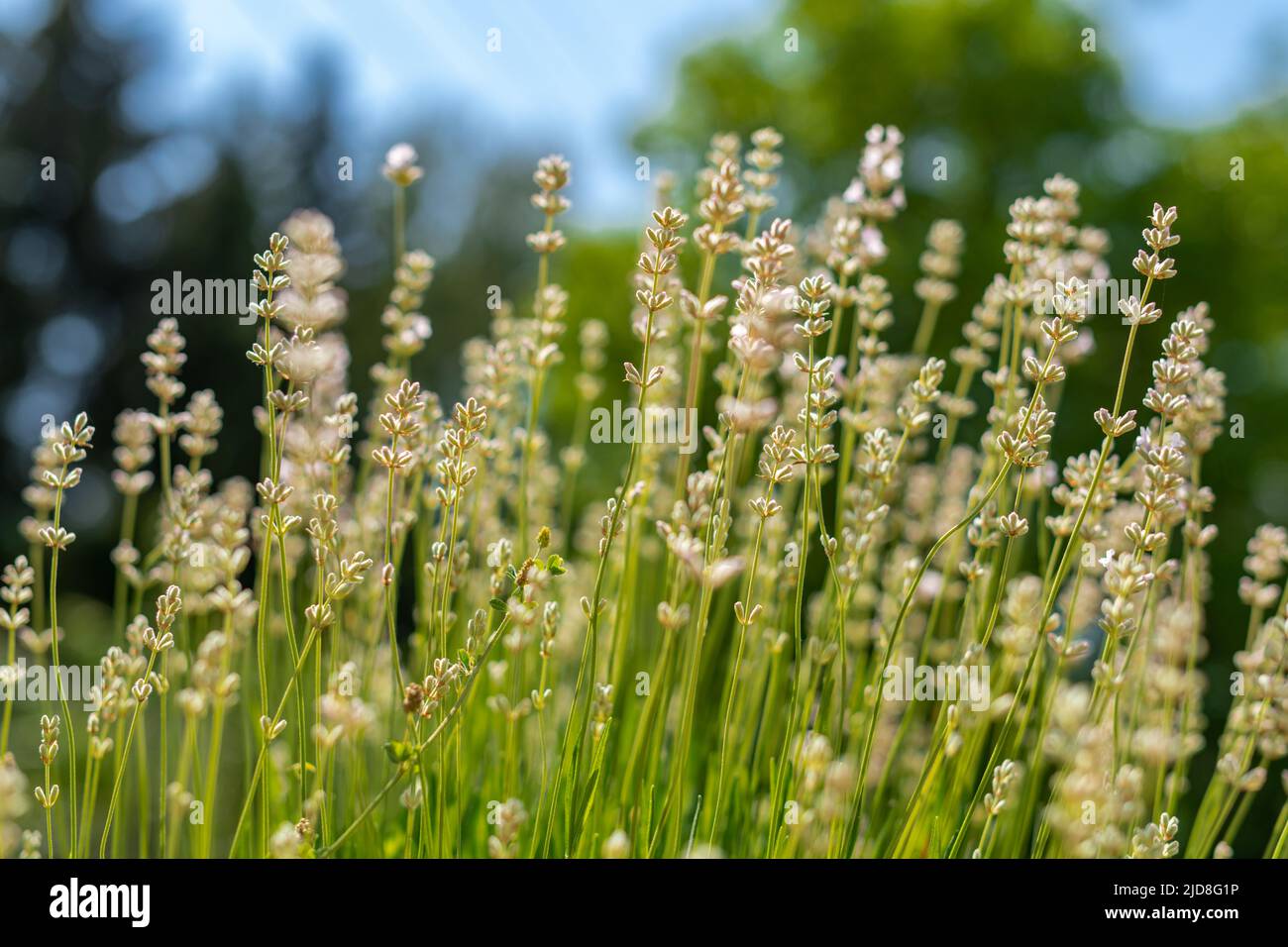 Lavender in full bloom with its beautiful white color flowers. White ...