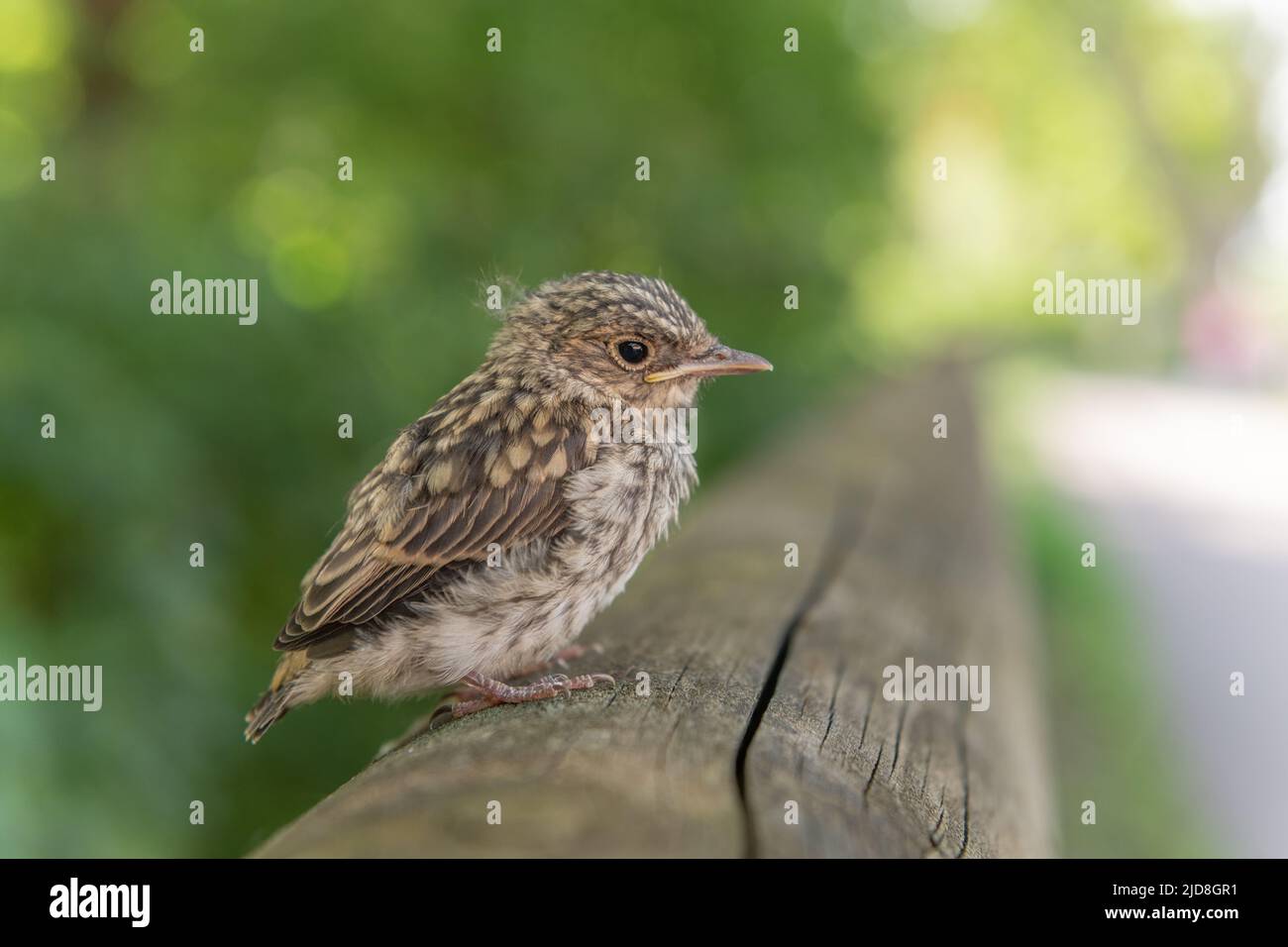 Parents and baby resting hi-res stock photography and images - Alamy