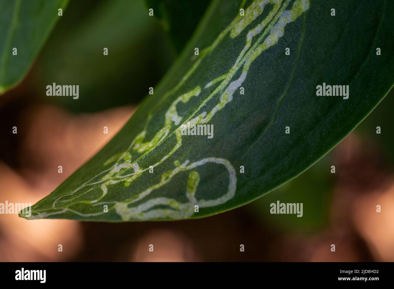Leaf miners. Plant leaf damage caused by leaf miners. Garden pests ...