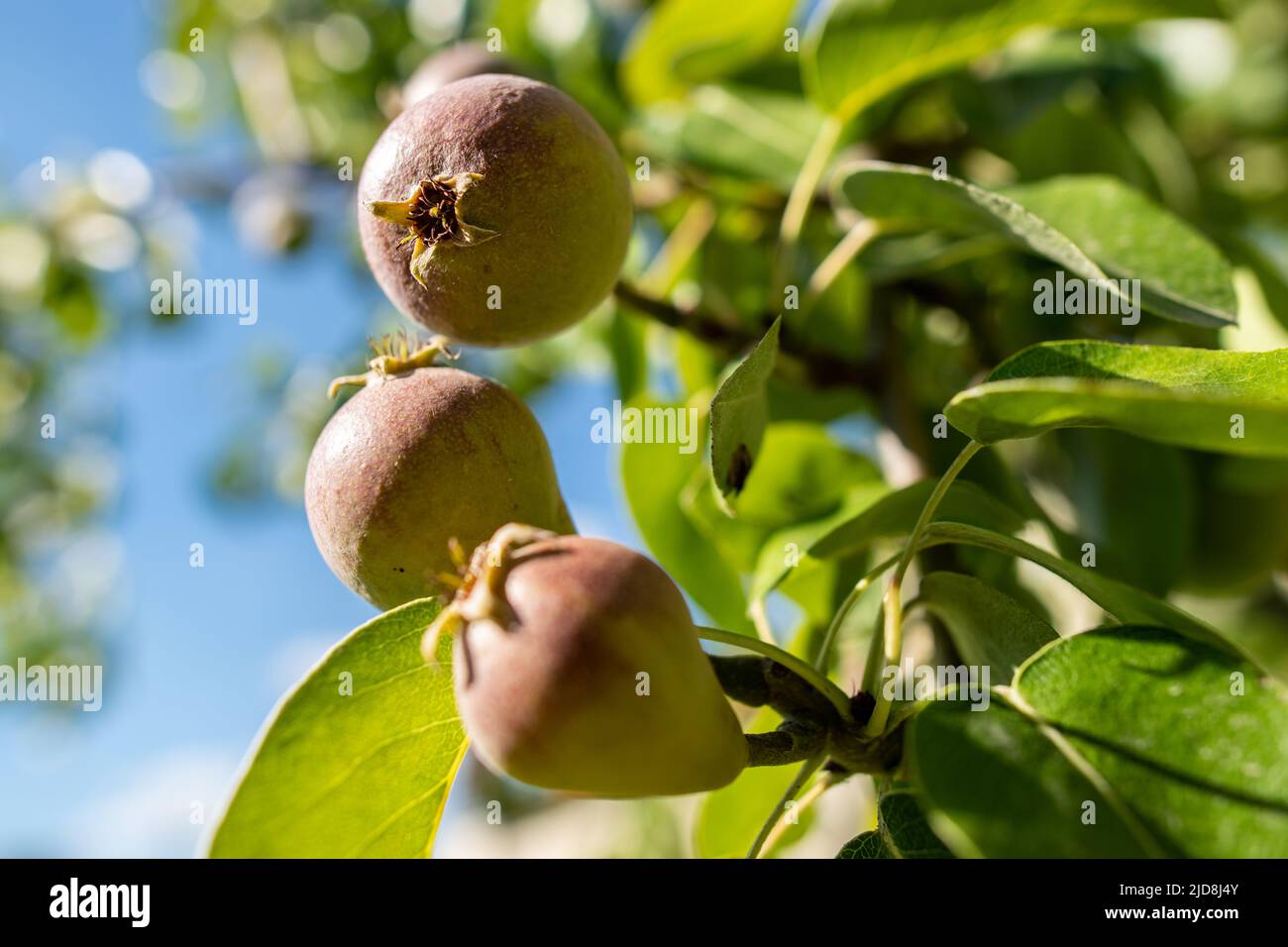 Pear tree close up. Unripe young pear fruit against blue skies ...