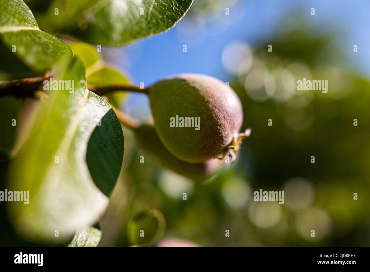 Young pear hi-res stock photography and images - Alamy