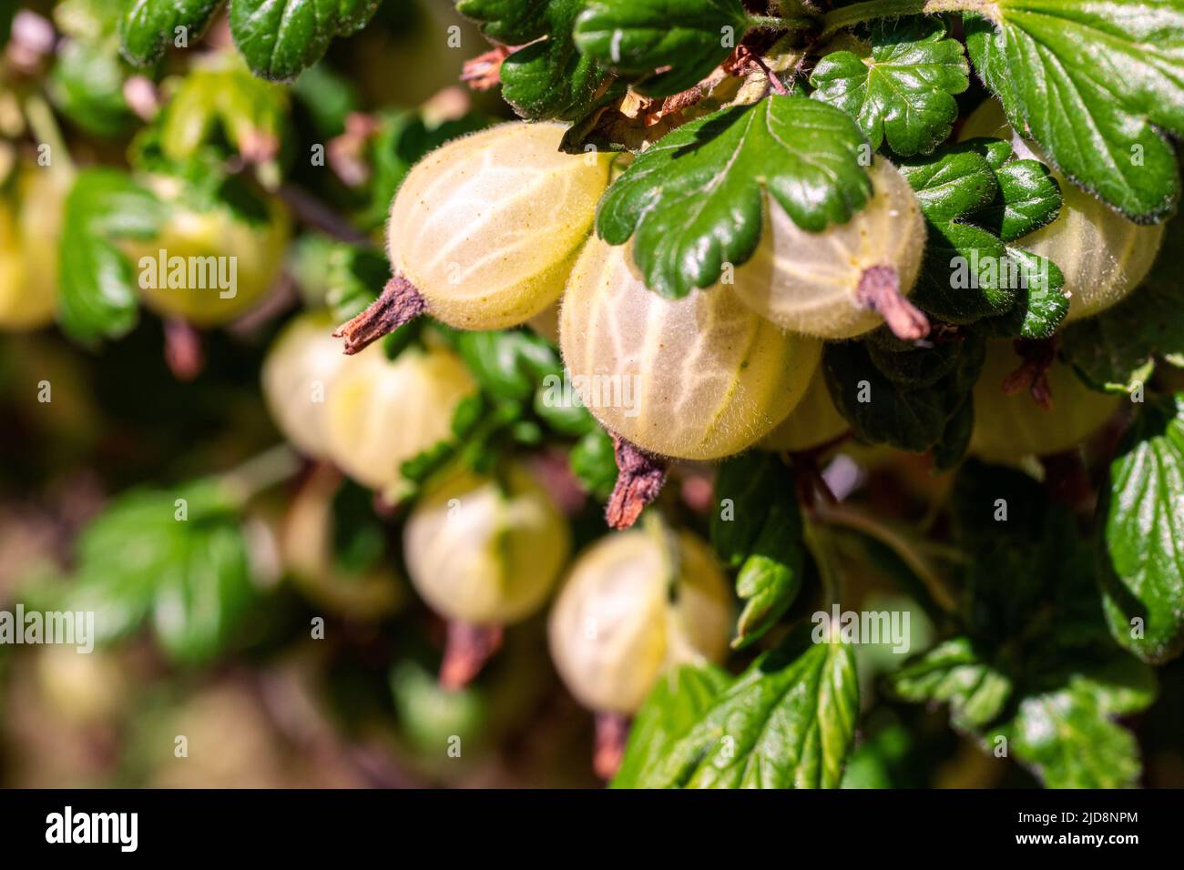 Yellow gooseberries hi-res stock photography and images - Alamy