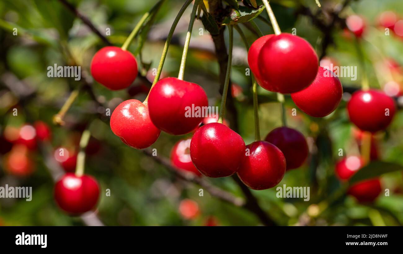 Sour Cherry. Ripe homegrown organic sour cherries background. Cherry ...