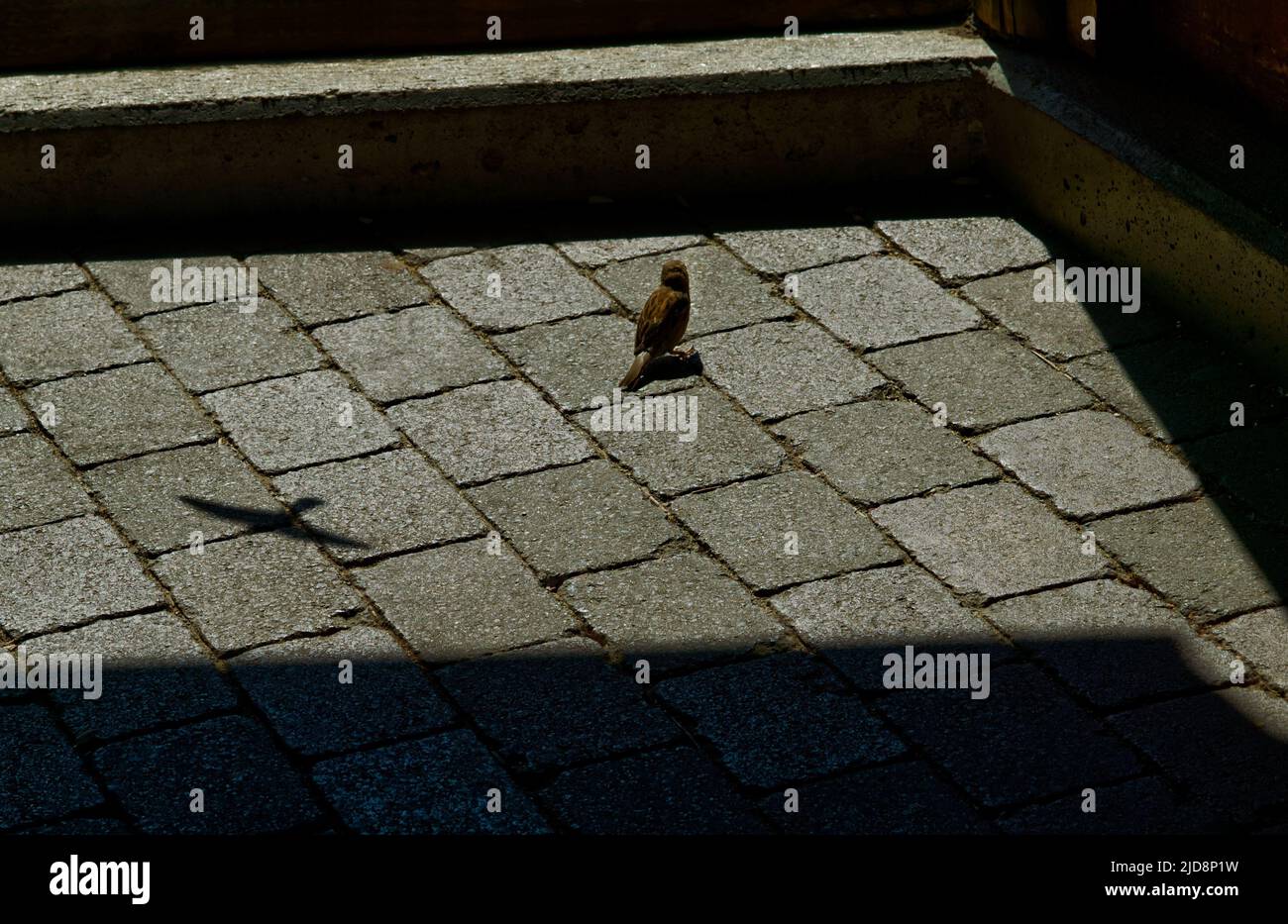 a sparrow and the shadow silhouette of a falcon on the paved ground ...