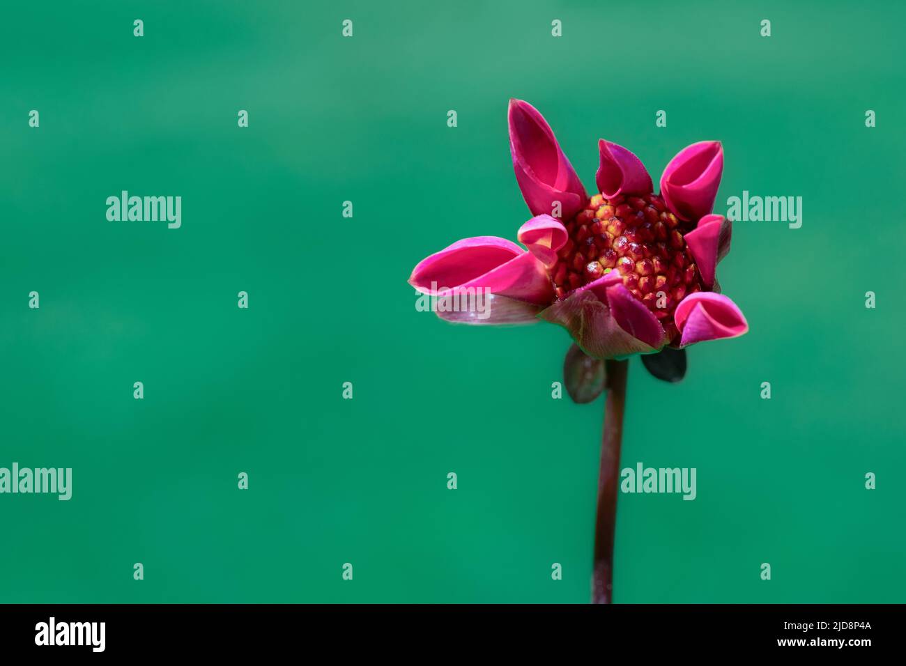 Stunning dark pink dahlia bud starting to open. Floral background with ...