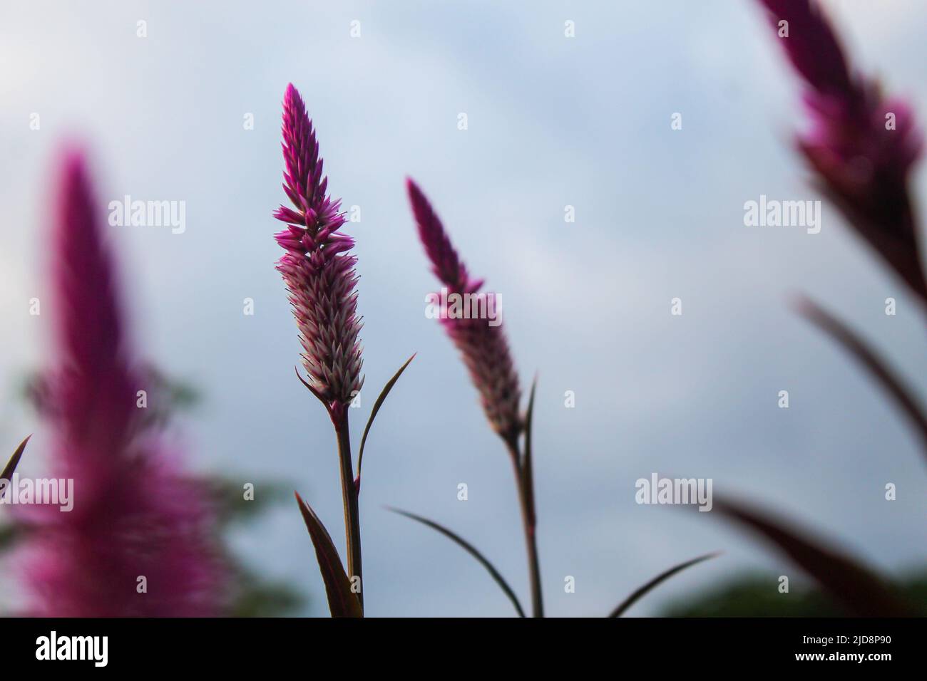The purple Boroco flower plant grows wild in the garden. Boroco is a ...