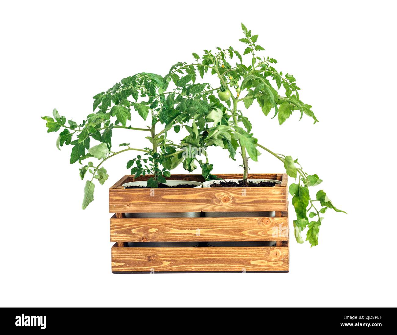 Urban bushes Cut Out Stock Images & Pictures - Alamy