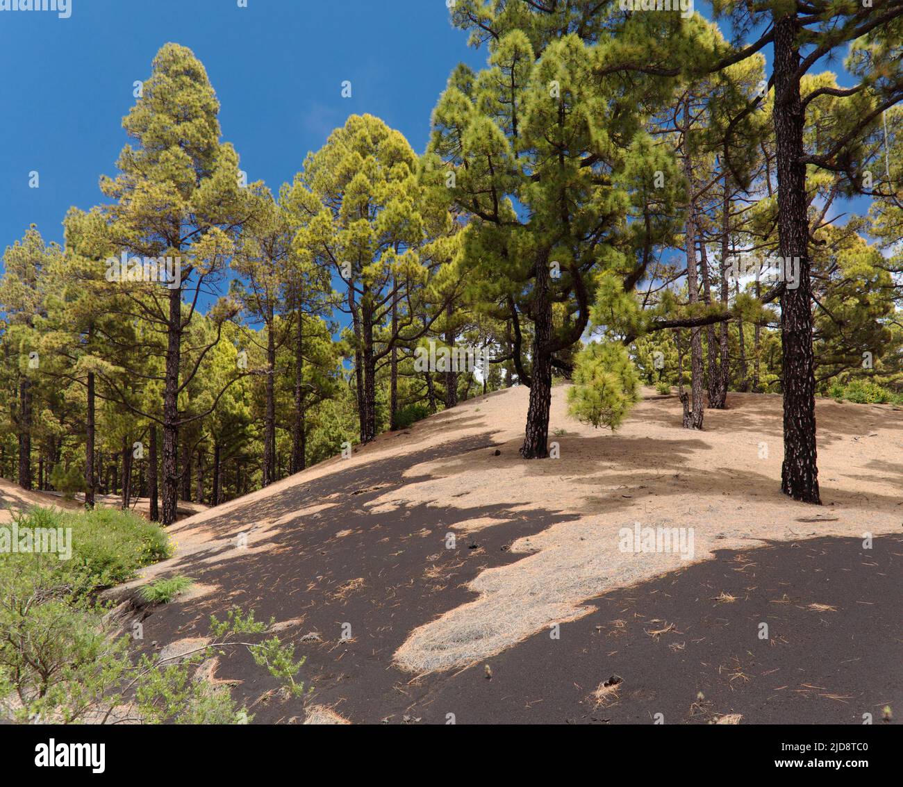 La Palma, landscapes along the long-range popular hiking route Ruta de ...