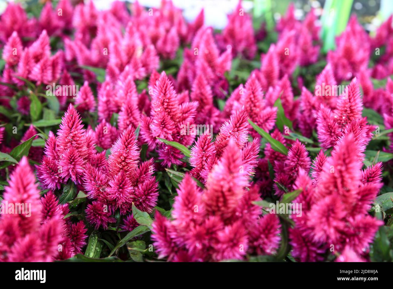 Colorful and beautiful Celosia Argentea plants in the garden Stock ...