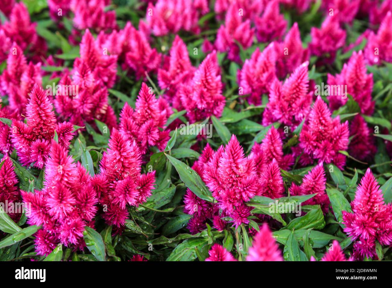 Colorful and beautiful Celosia Argentea plants in the garden Stock ...