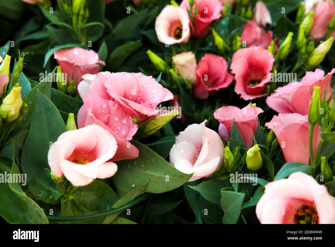 Eustoma grandiflorum hi-res stock photography and images - Alamy