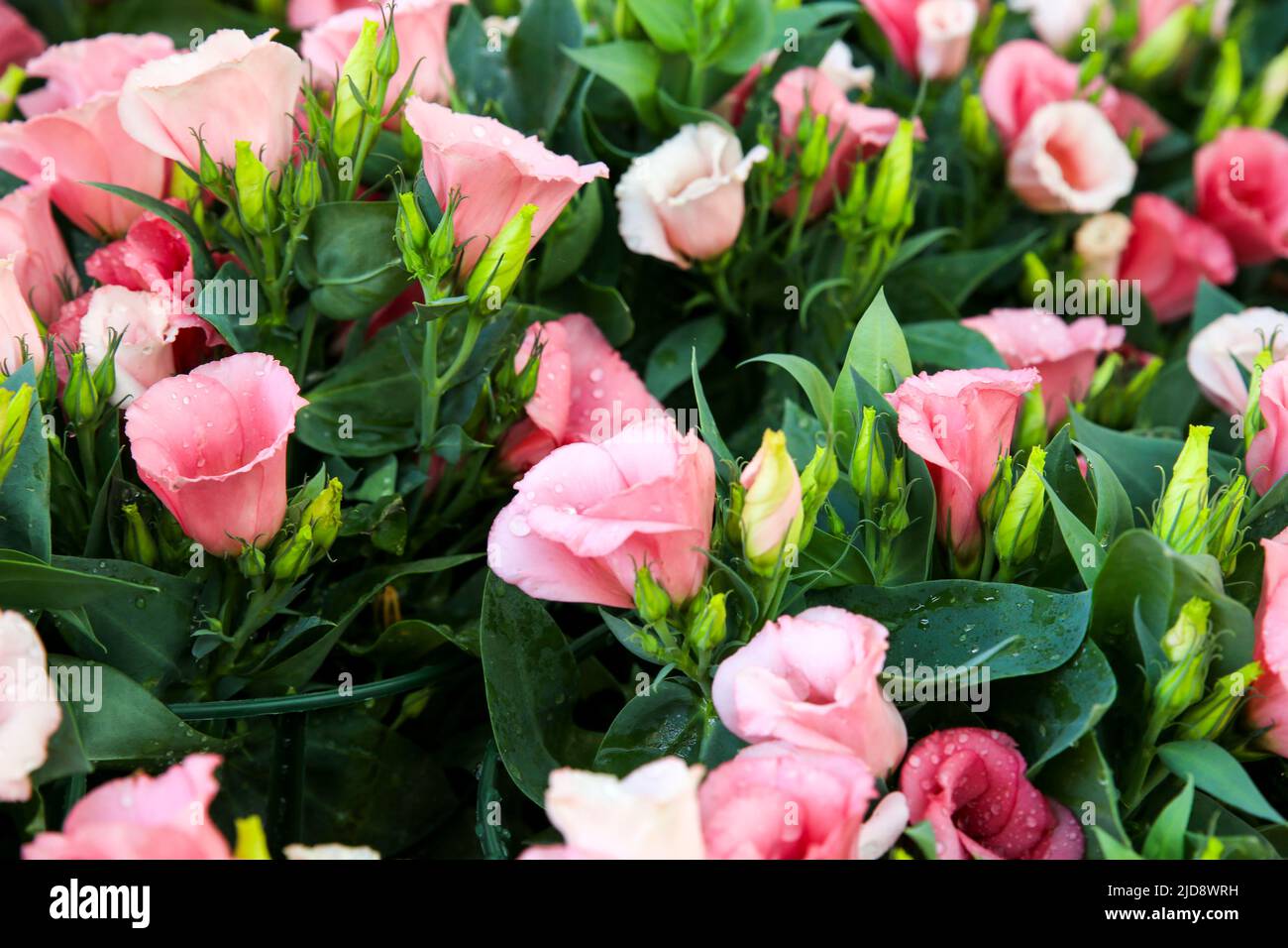 Colorful Eustoma Grandiflorum flowers in the garden Stock Photo - Alamy