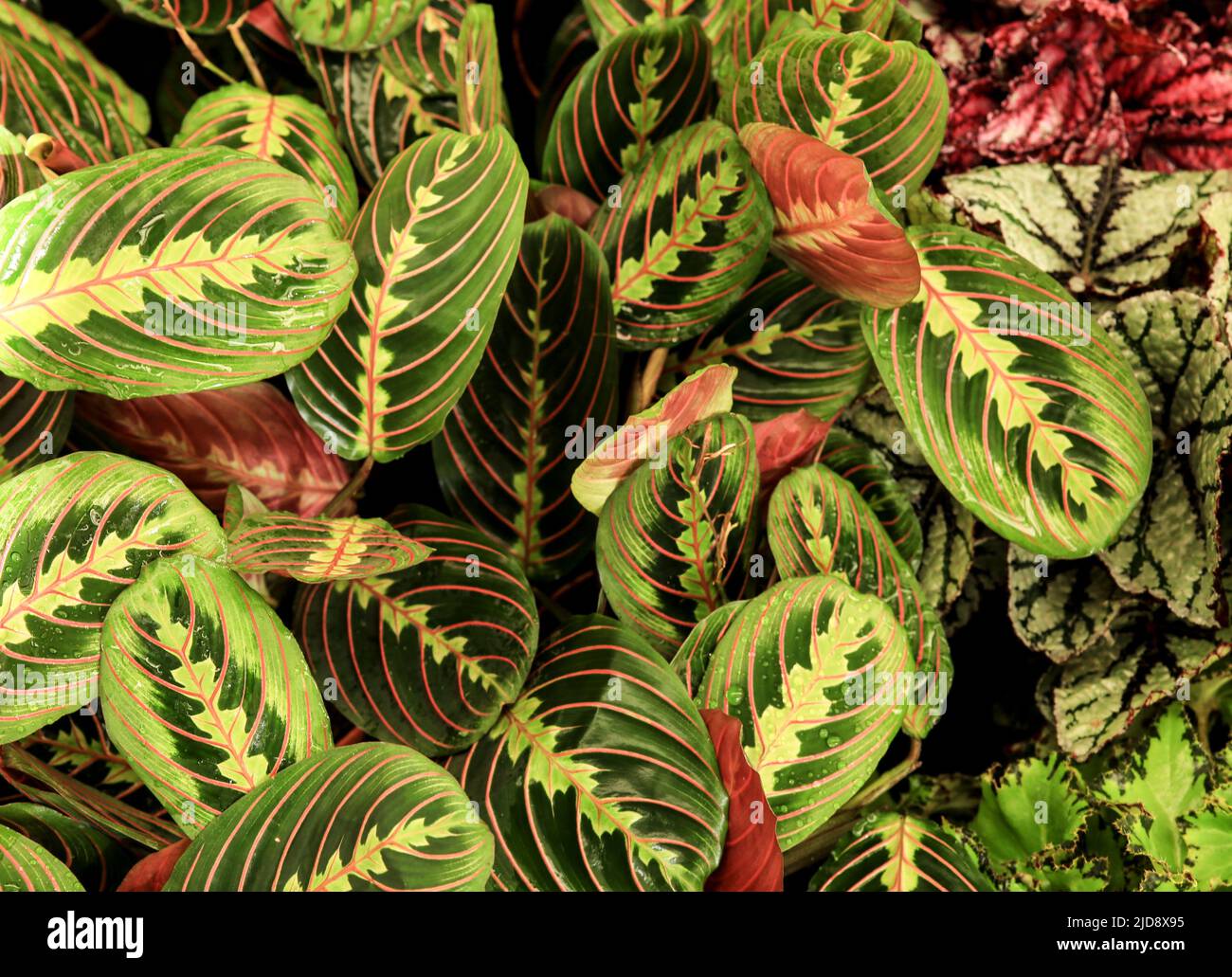 Beautiful and colorful Maranta Leuconeura plants in the garden Stock ...