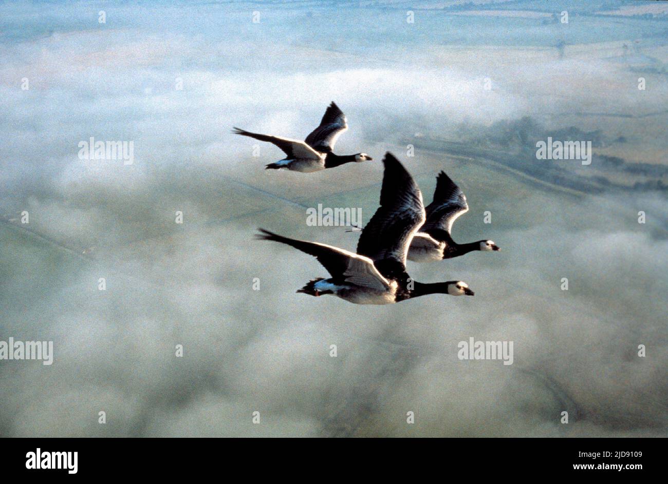 Migration movie hi-res stock photography and images - Alamy