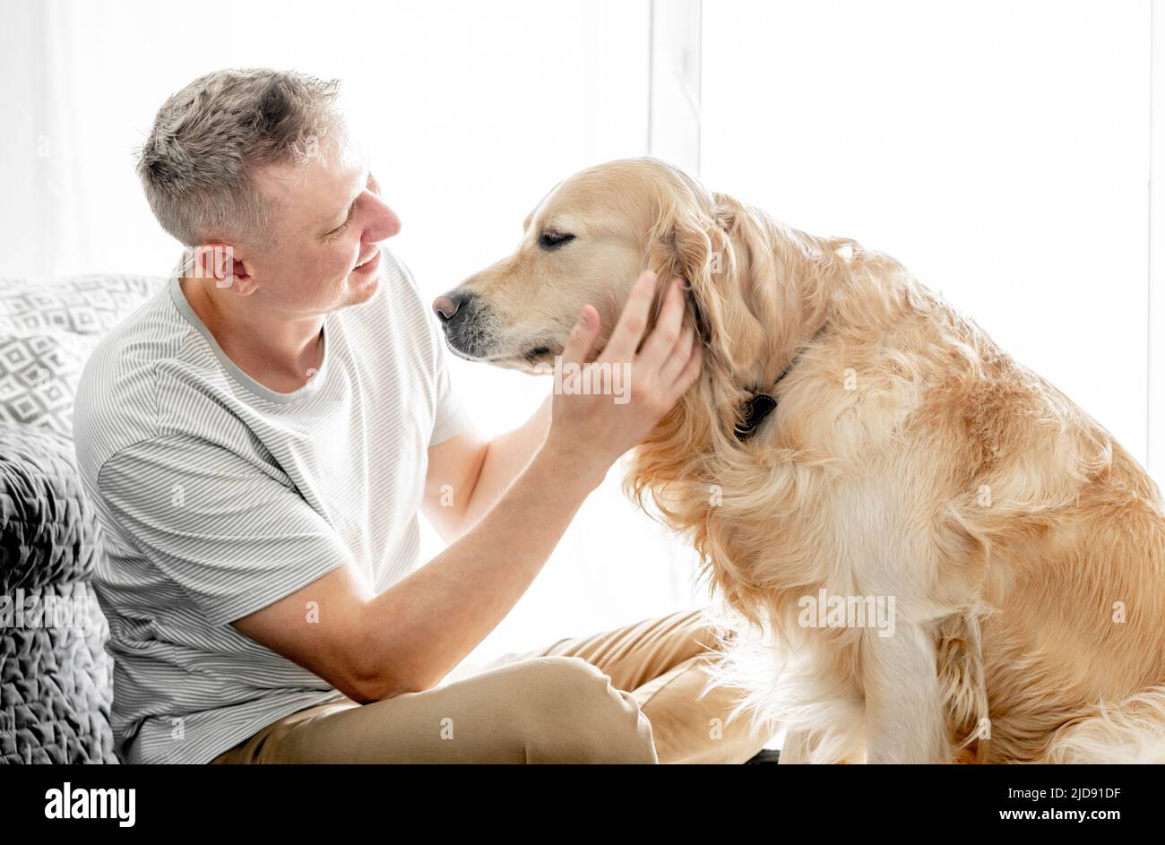 Handsome golden retriever hi-res stock photography and images - Alamy