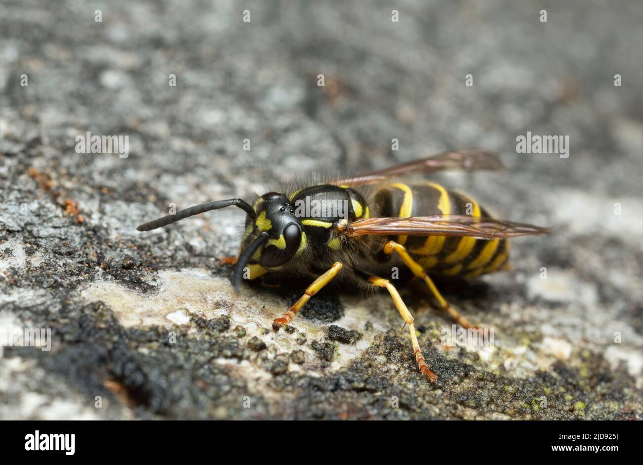 Yellowjacket feeding on sap pouring out of aspen tree Stock Photo - Alamy