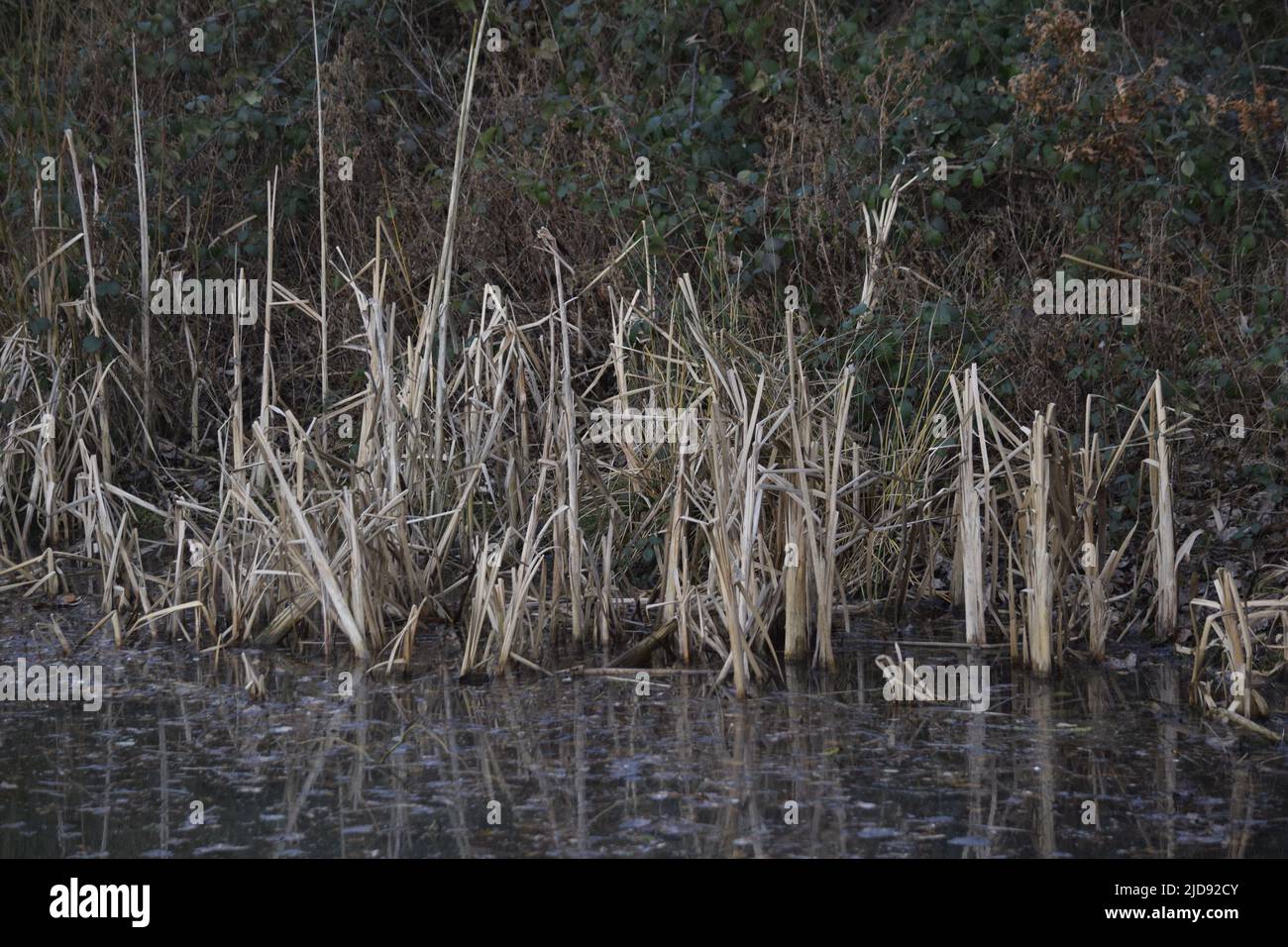 Reeds frame hi-res stock photography and images - Alamy