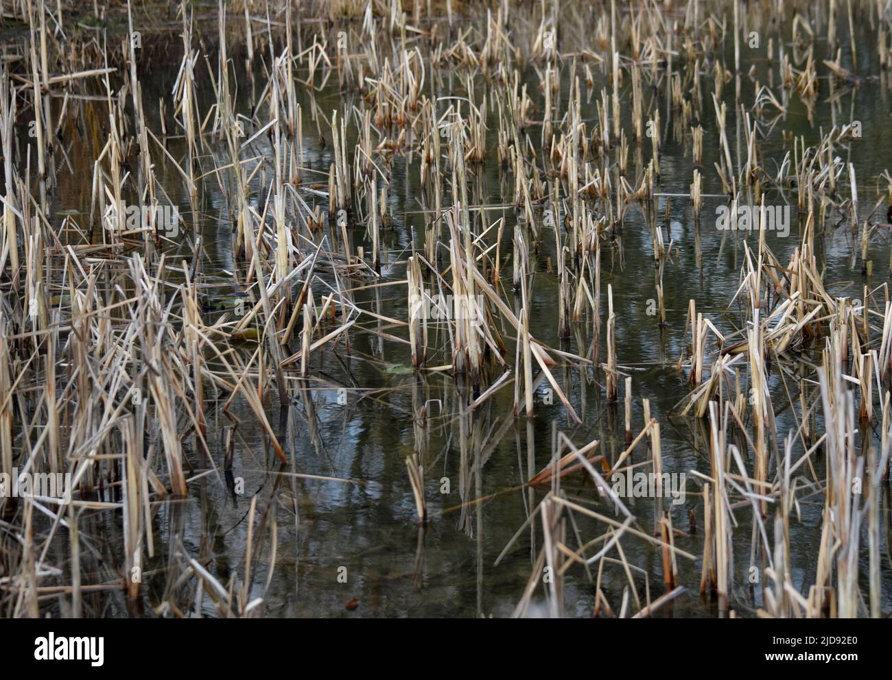Reeds frame hi-res stock photography and images - Alamy