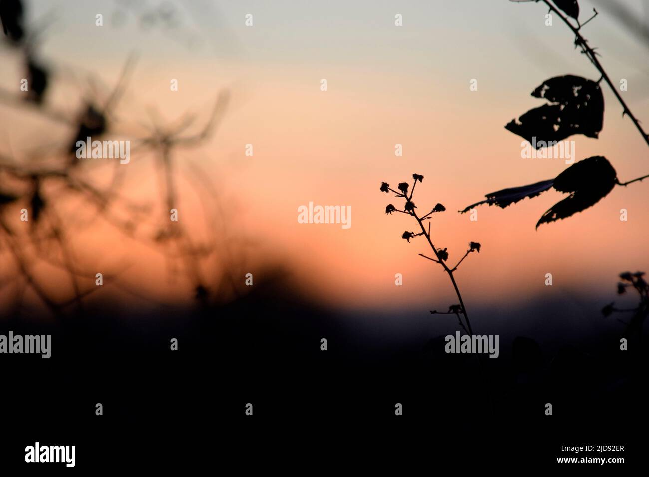 sunset seen through hedgerow plants, suffolk, england Stock Photo - Alamy