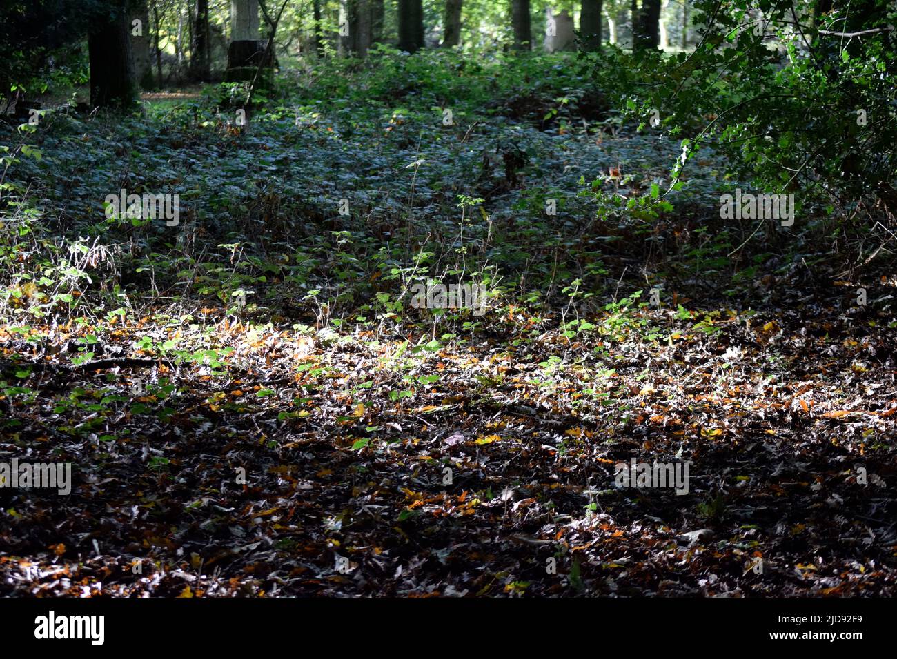 Shade undergrowth hi-res stock photography and images - Alamy