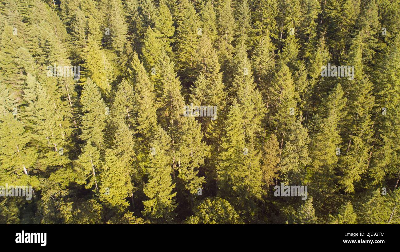 Aerial view of NRW non-native conifer woodland adjacent to the River ...