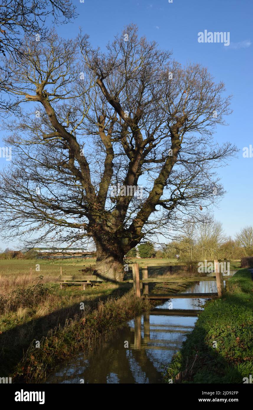 Suffolk uk winter tree hi-res stock photography and images - Alamy