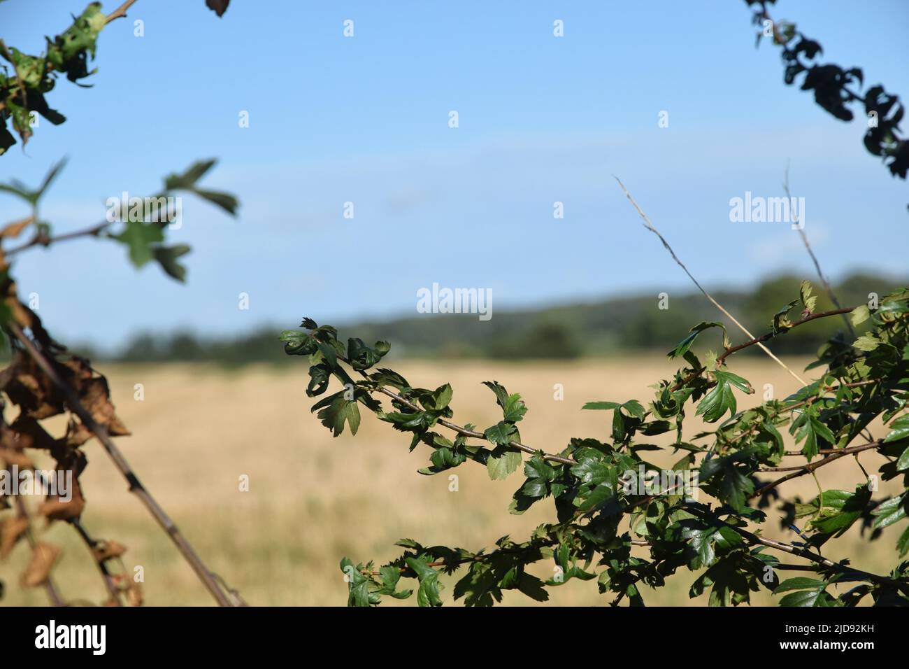 Hedgerow backdrop hi-res stock photography and images - Alamy