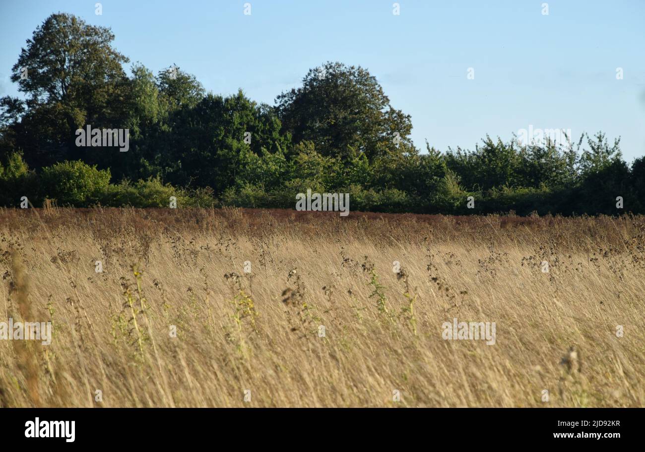 field of overgrown grass, suffolk Stock Photo - Alamy