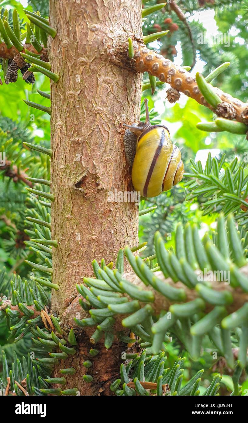 Snail climbing on the trunk of a tree Stock Photo - Alamy
