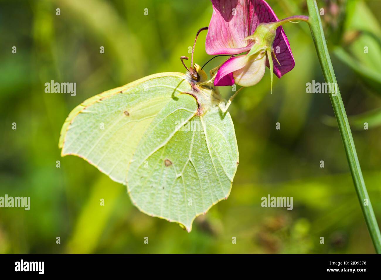 A green butterfly eats nectar from a flower in a meadow Stock Photo - Alamy