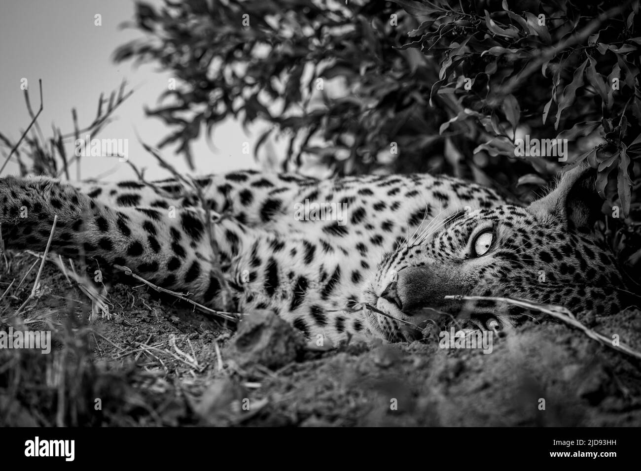 Close up of a Female Leopard sleeping on a termite mount in black and ...