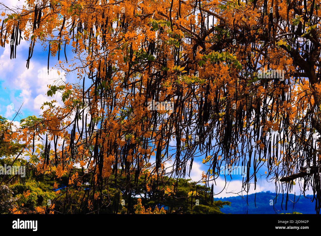 Golden shower tree Stock Photo - Alamy
