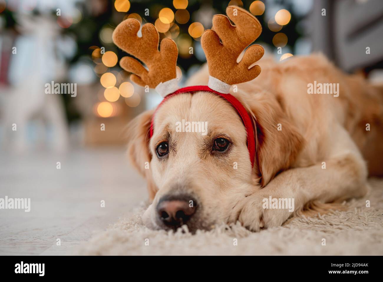Golden retriever dog in Christmas time Stock Photo - Alamy