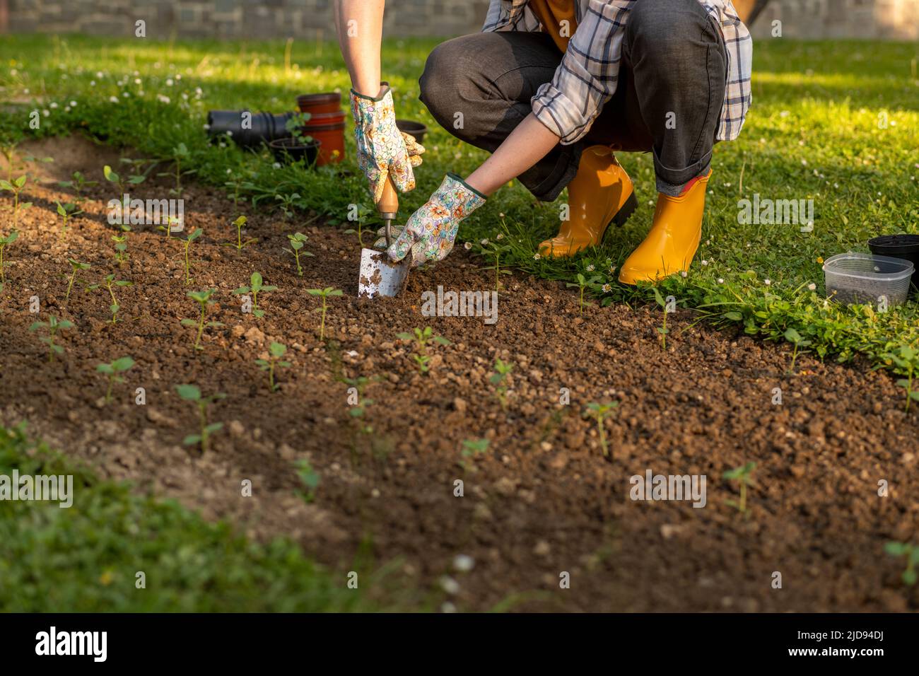 Female gardener planting flowers in her flowerbed. Gardening concept ...