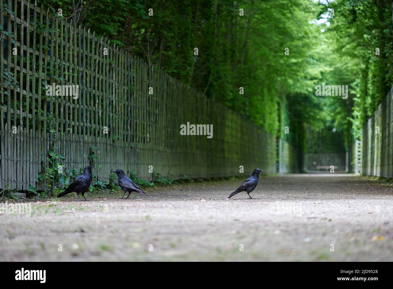 Crows standing on the ground during the summer Stock Photo - Alamy