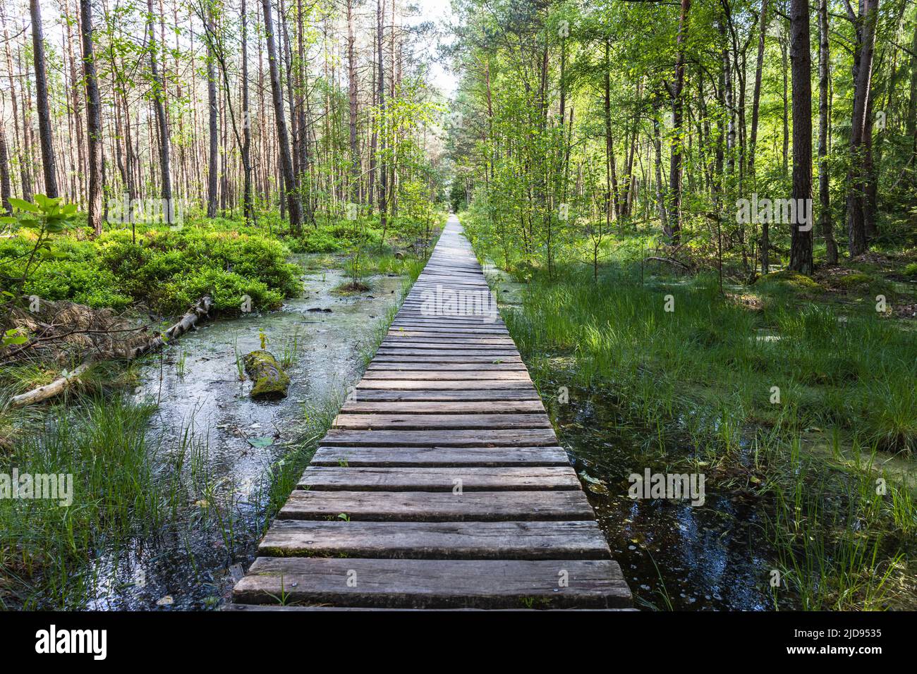 Wooden trail leading along swamp surrounded by forest. Swampy land and ...