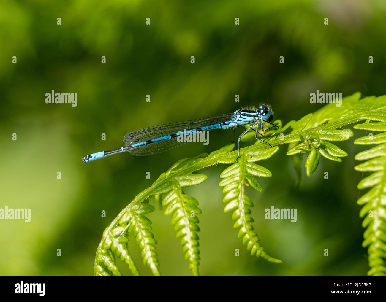 Azure Damselfly (Coenagrion puella), male. Hartlebury Common ...