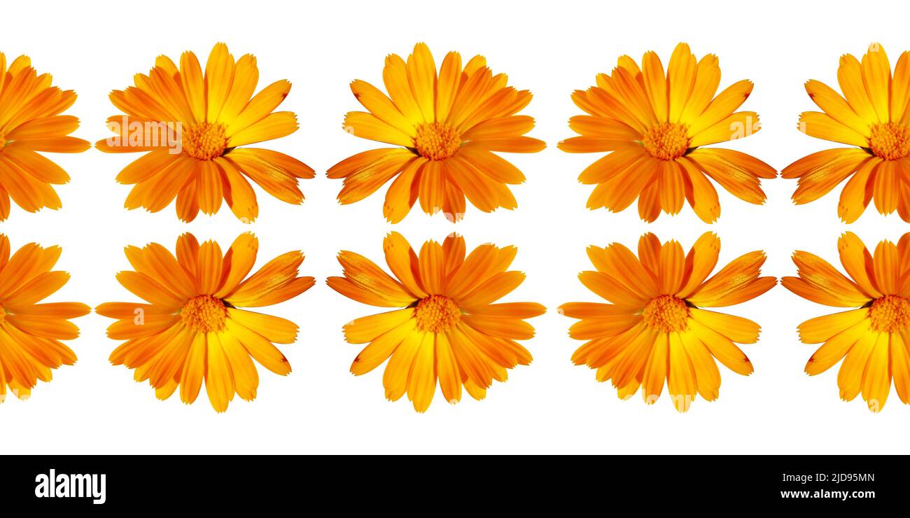 Marigold horizontally seamless pattern on a white background. Calendula ...