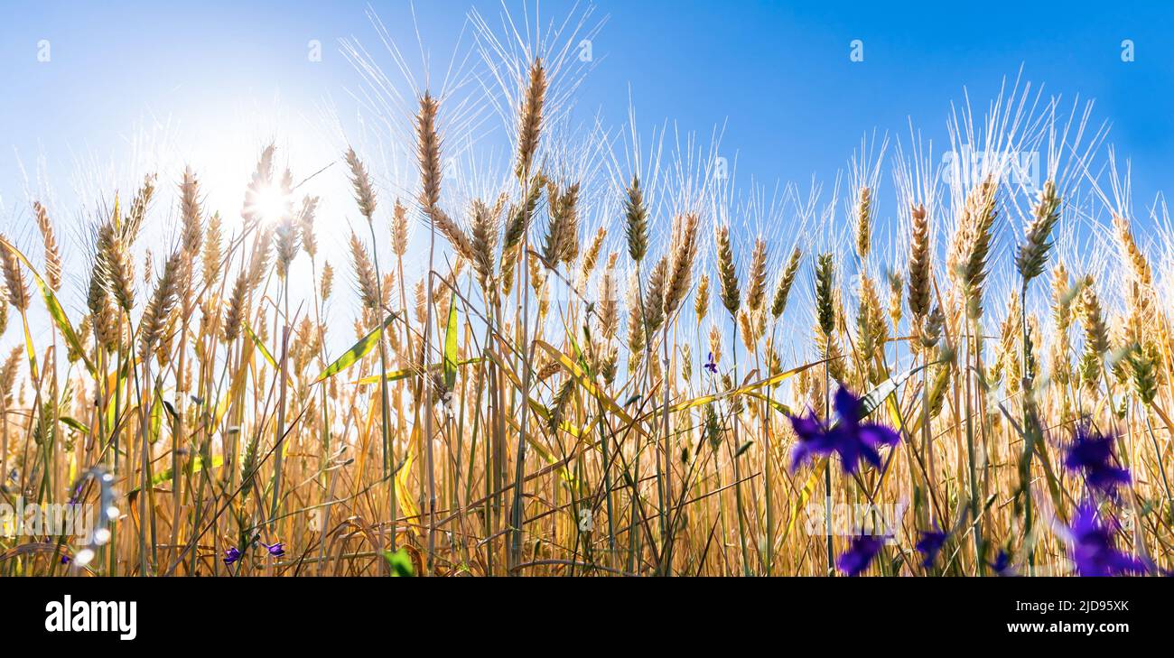Beautiful wheat field almost ready for harvest with blue flowers Stock ...