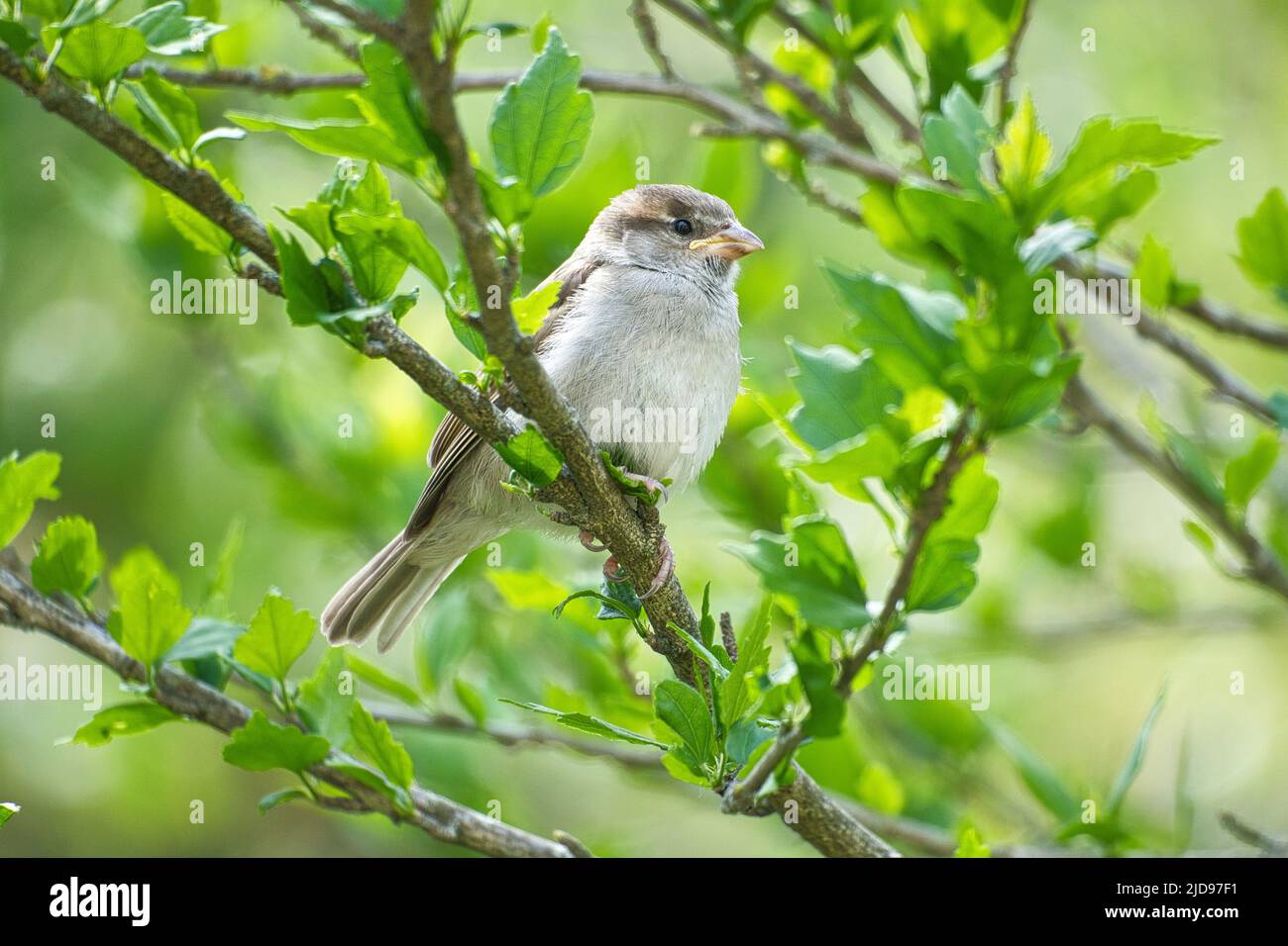 Endangered songbird hi-res stock photography and images - Alamy