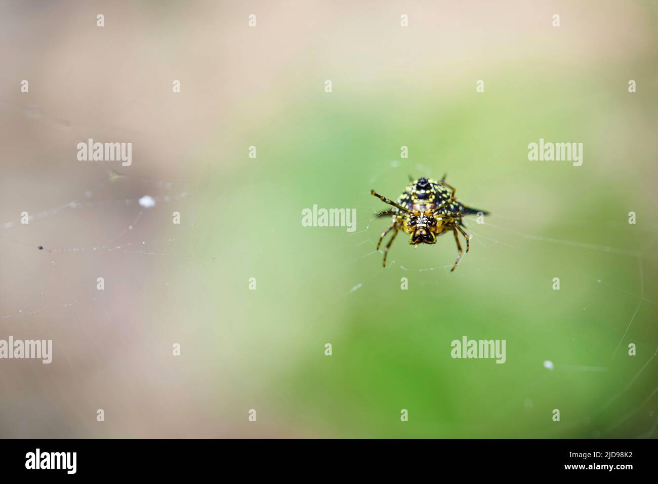 Climbing spiders hi-res stock photography and images - Alamy