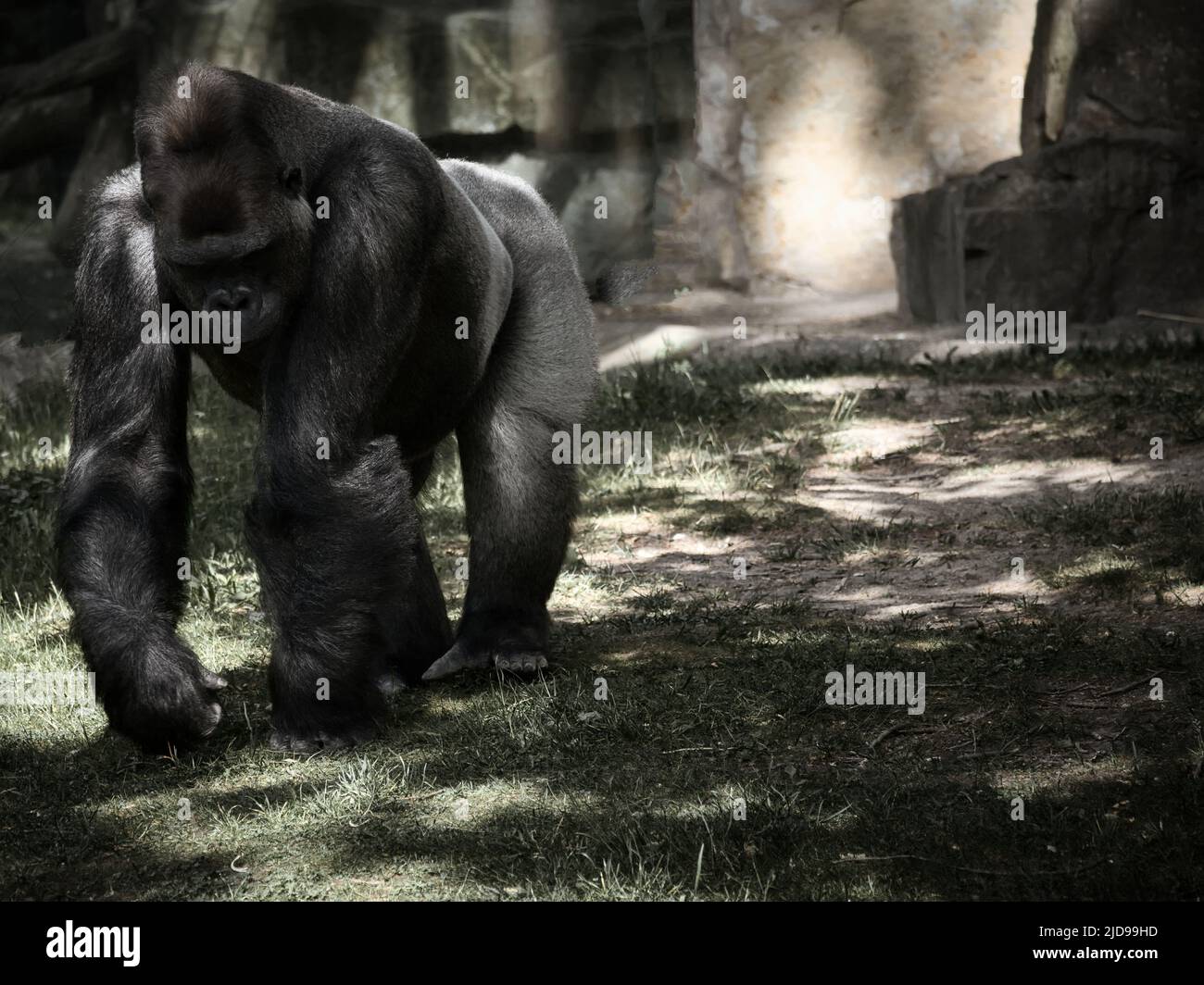 Gorilla, Silver back. The herbivorous big ape is impressive and strong ...