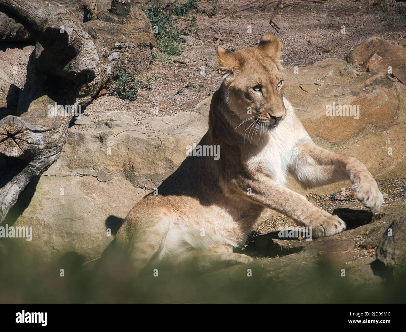 Young lioness lying on a stone with view to the viewer. Animal photo of ...